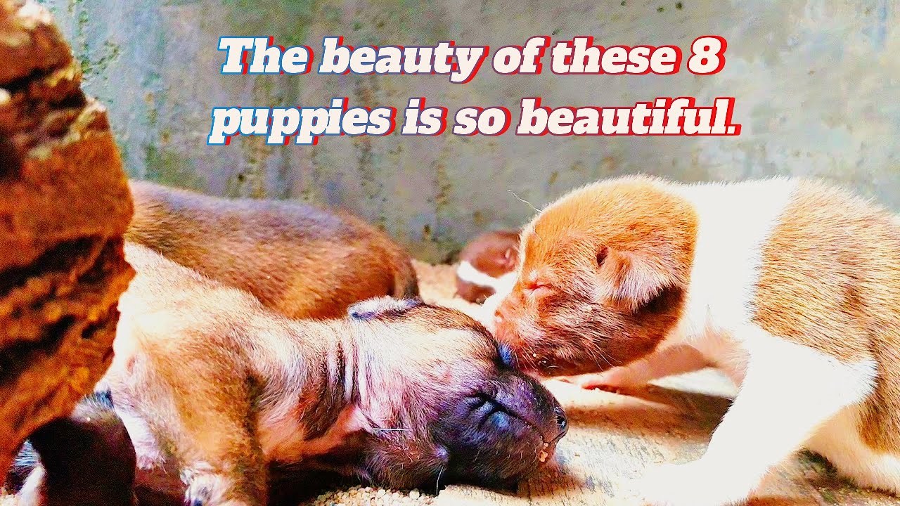 Bundle of Joy 8 Adorable Puppies Melting Hearts - YouTube