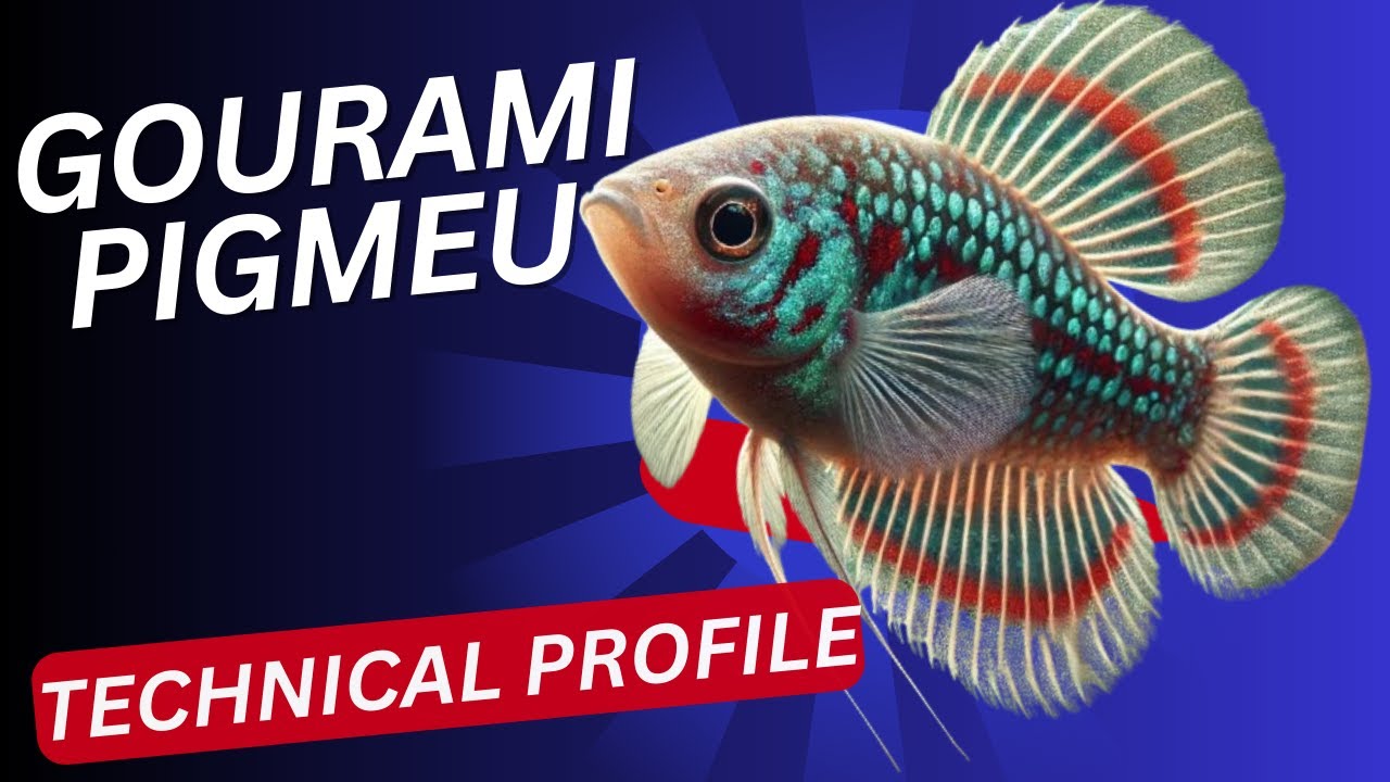 Ornamental fish - Gourami Pigmeu - Trichopsis pumila #gourami - YouTube