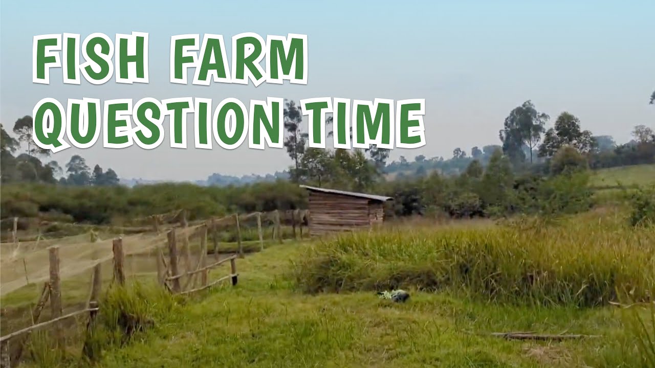 Commonly asked Fish Farming questions - part 2! - YouTube