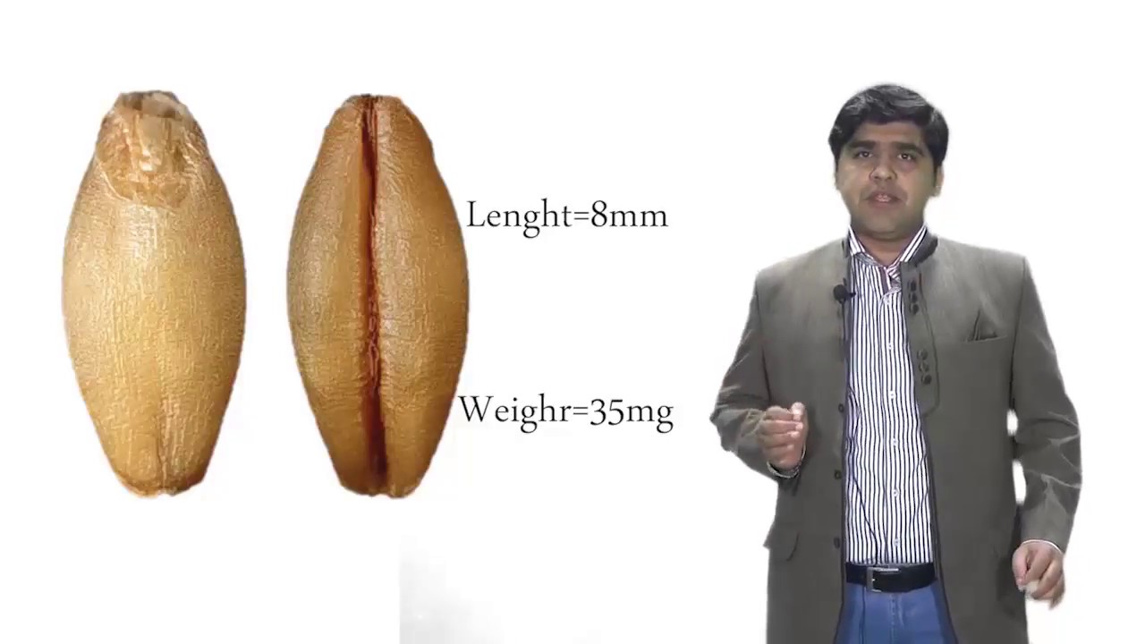 Wheat Grain(kernel) component,protein(Glutenin,Gliadin,Gluten) and seed ...
