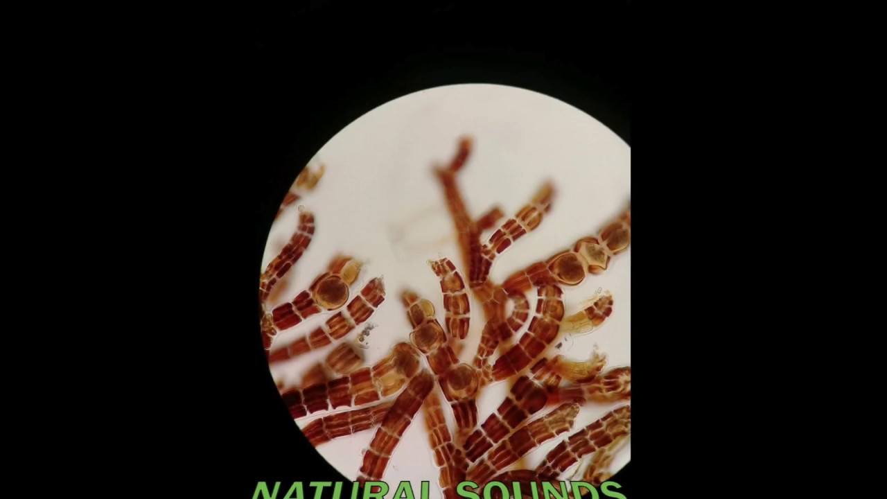 Natural sounds -Tramboliko (promo) - YouTube