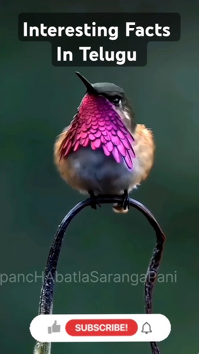 Facts In Telugu | Interesting Facts in Telugu | YouTube Shorts #trendingShorts #facts # ...