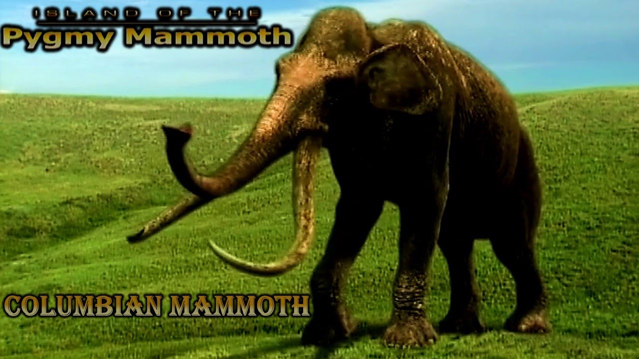 island of the pygmy Mammoth Columbian mammoth screen time - YouTube