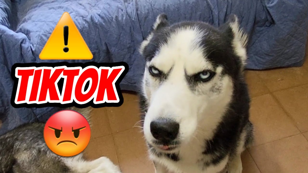 ¿Por qué este perro está furioso con TikTok? Descubre la razón - YouTube