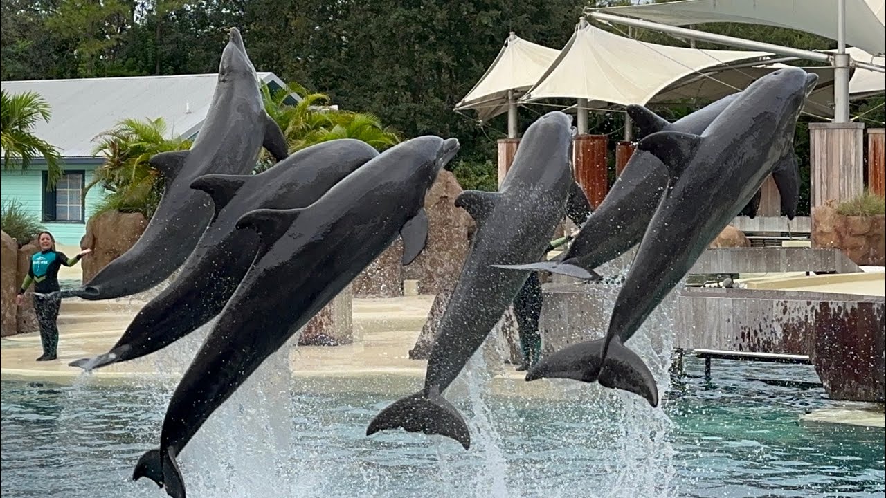 ‘VIP Zoo Night’ Dolphin Adventures - September 19, 2023 - SeaWorld ...