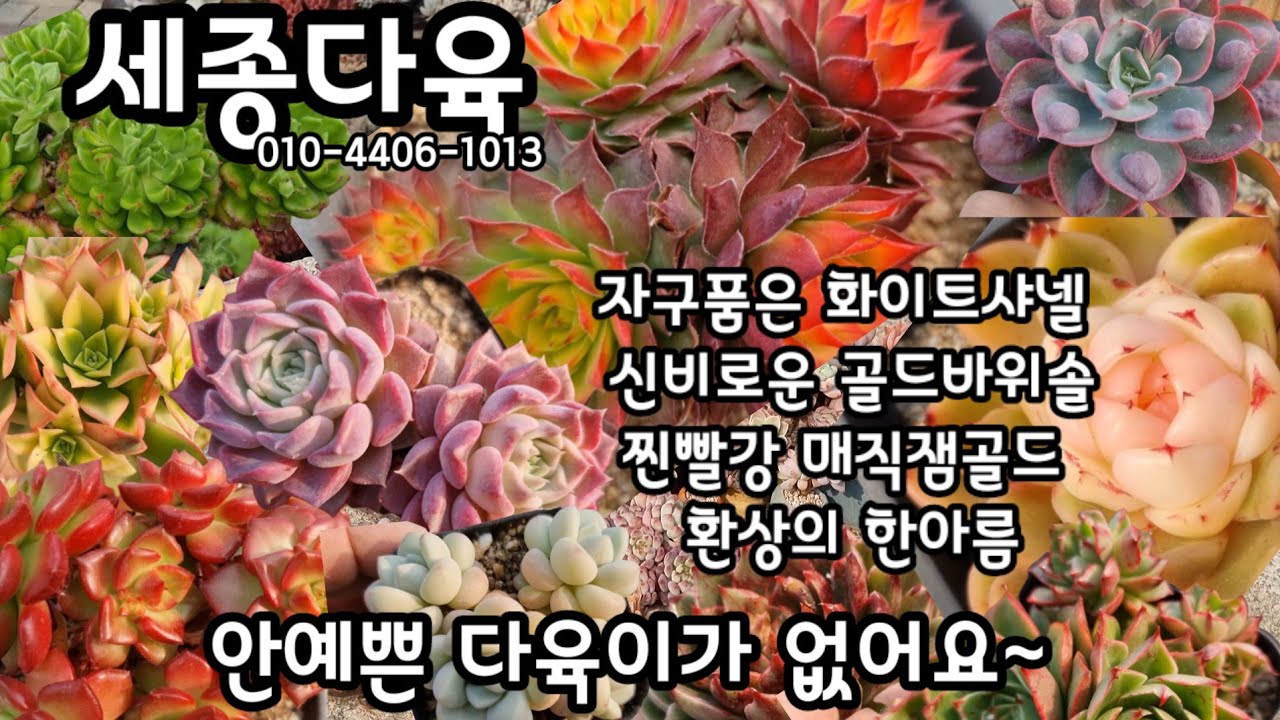 다육이 쇼핑 🛍 세종다육 010 4406 1013 봄이라서 안예쁜 다육이가 없지요 🌺 업그레이드된 환상적이고 다채로운 색감에