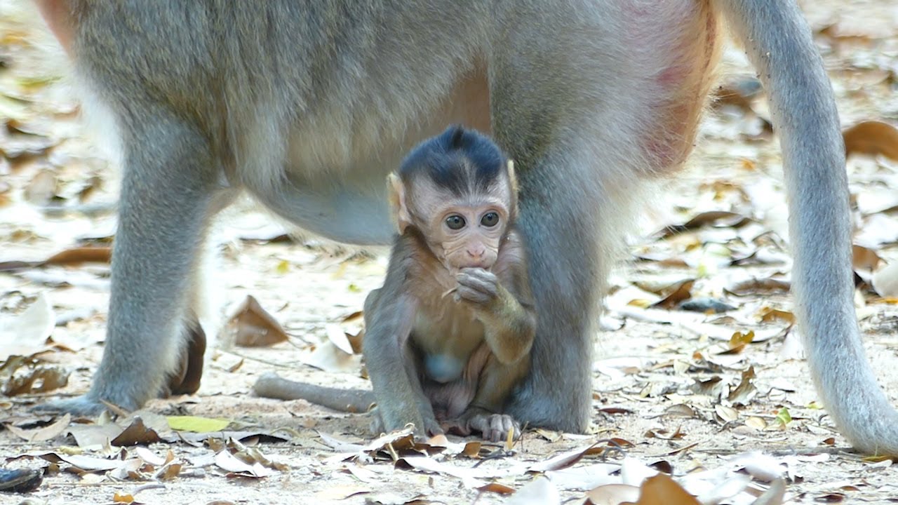 THE BABY MONKEY WITH BIG BELLY BUTTON - YouTube