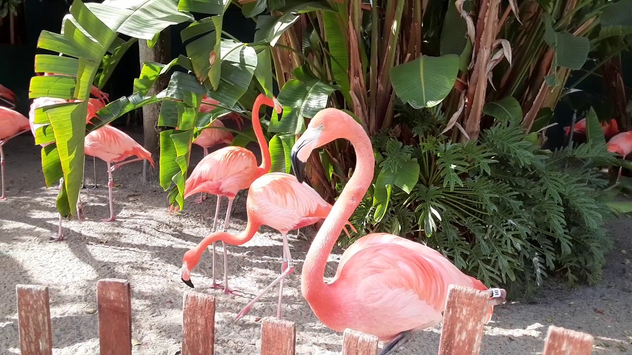 SeaWorld Orlando Live Pink Flamingos - YouTube