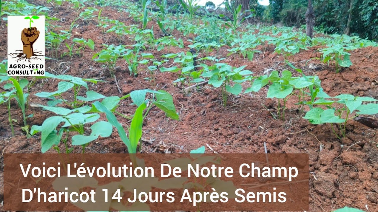 Voici L'évolution De Notre Champ D'haricot 14 Jours Après Semis ...