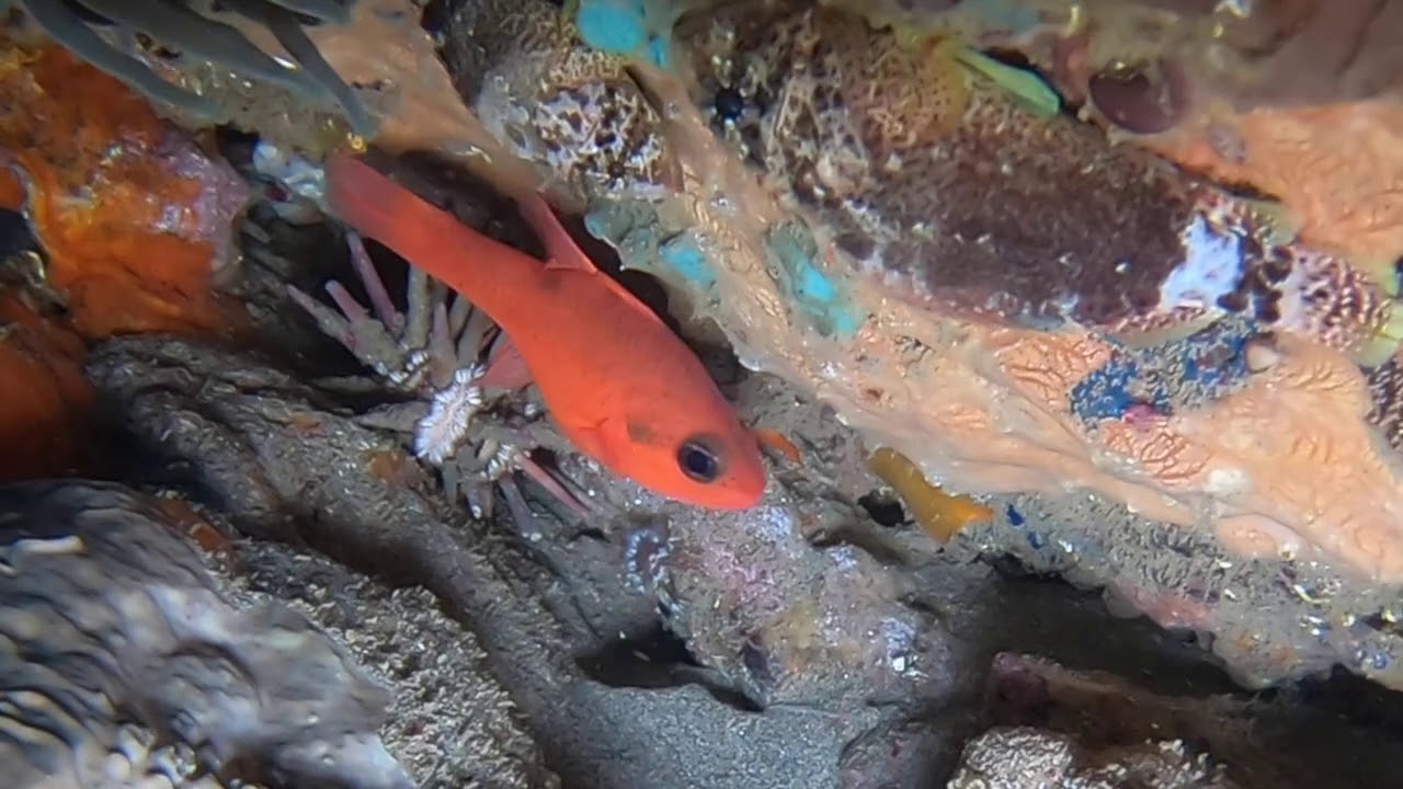 Martinique snorkeling Poisson combattant et poisson rouge - YouTube