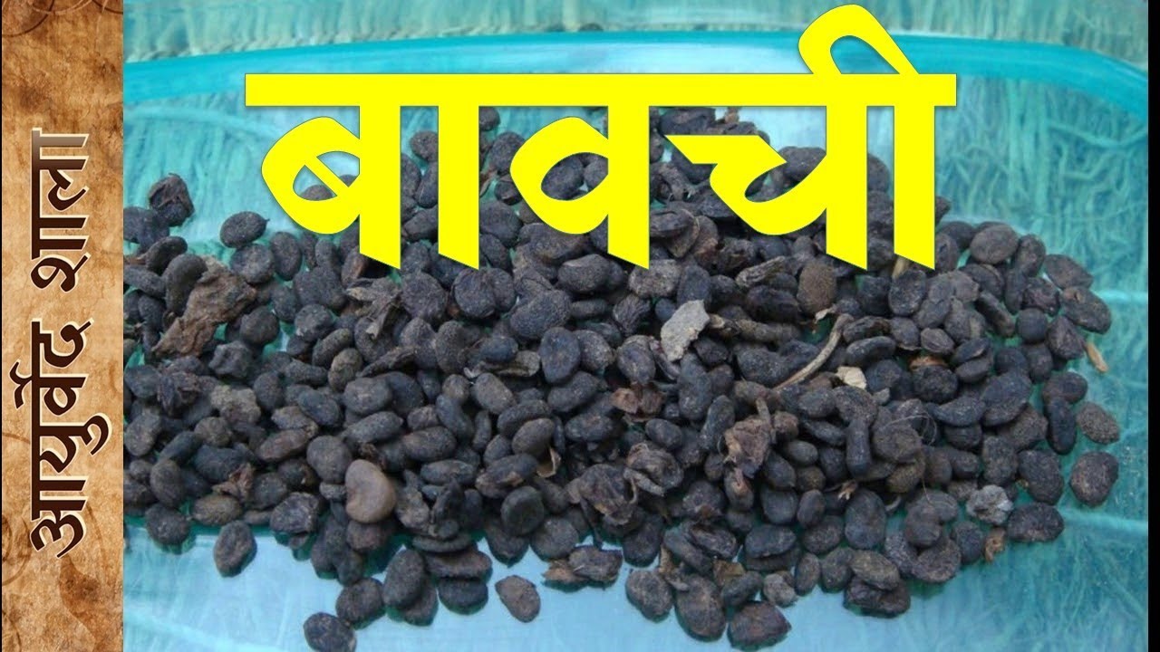 Bavchi ke fayday or upyog | Ayurved shala - YouTube