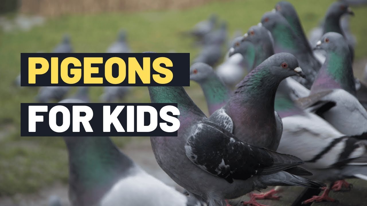 Pigeons: Discover the Fascinating World of Pigeons: Fun Facts and ...