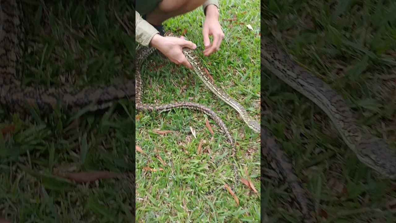 Carpet Python Tick Removal YouTube Carpet Python Tick Removal YouTube