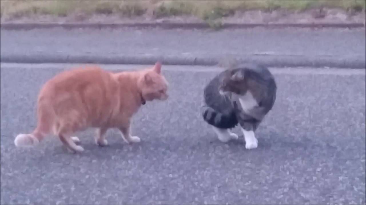 funny cats intimidating each other and making strange sounds - YouTube