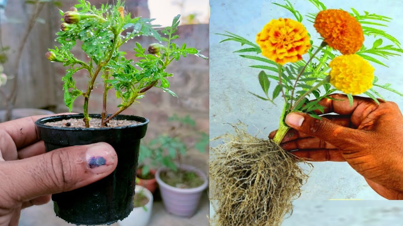 How to grow Marigold Cuttings at home || Grow Merigold Flower Cuttings ...