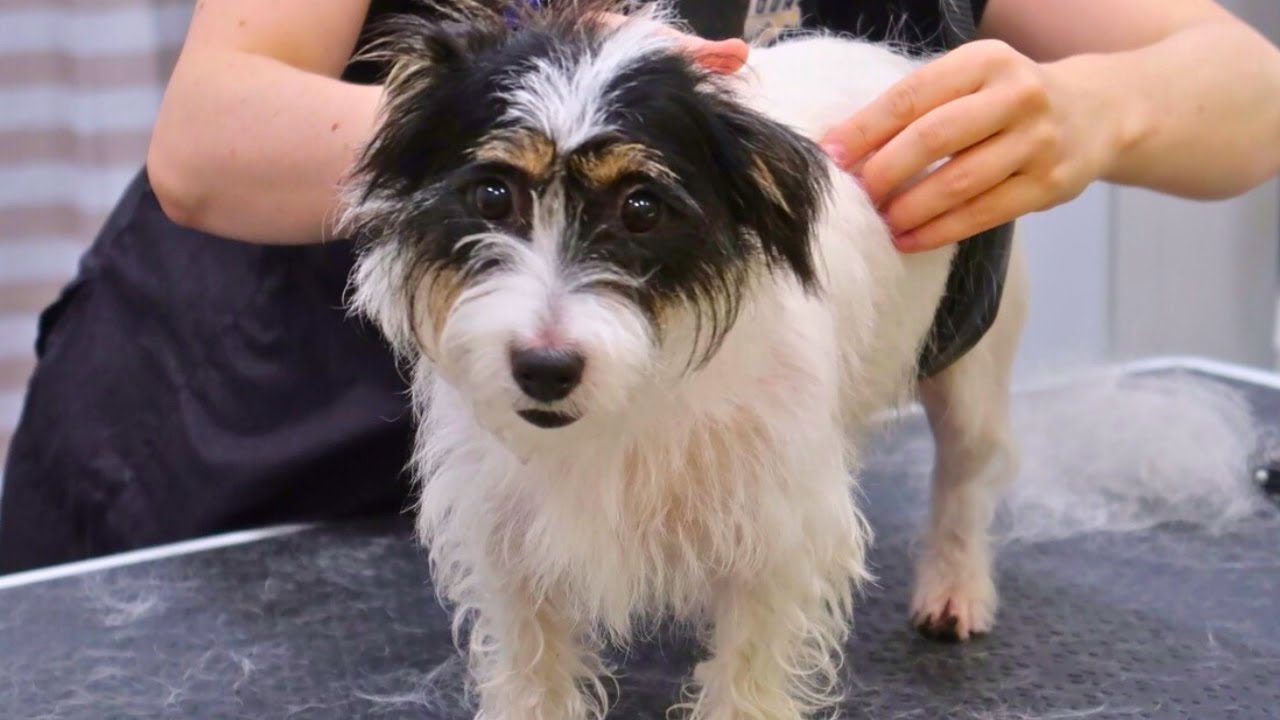 Jack Russell Grooming: From Scruffy to Fluffy with Hand Stripping ...