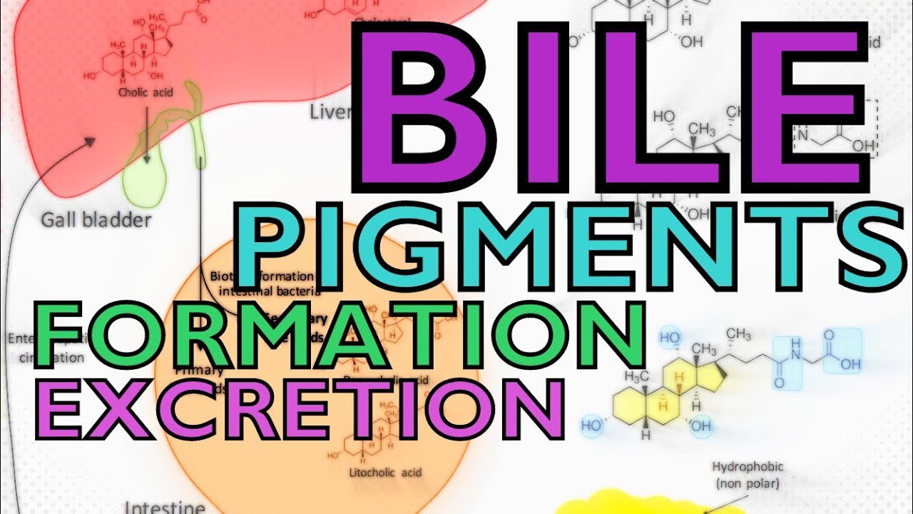 BILE PIGMENTS - BILIRUBIN VS BILIVERDIN - FORMATION AND EXCRETION - YouTube