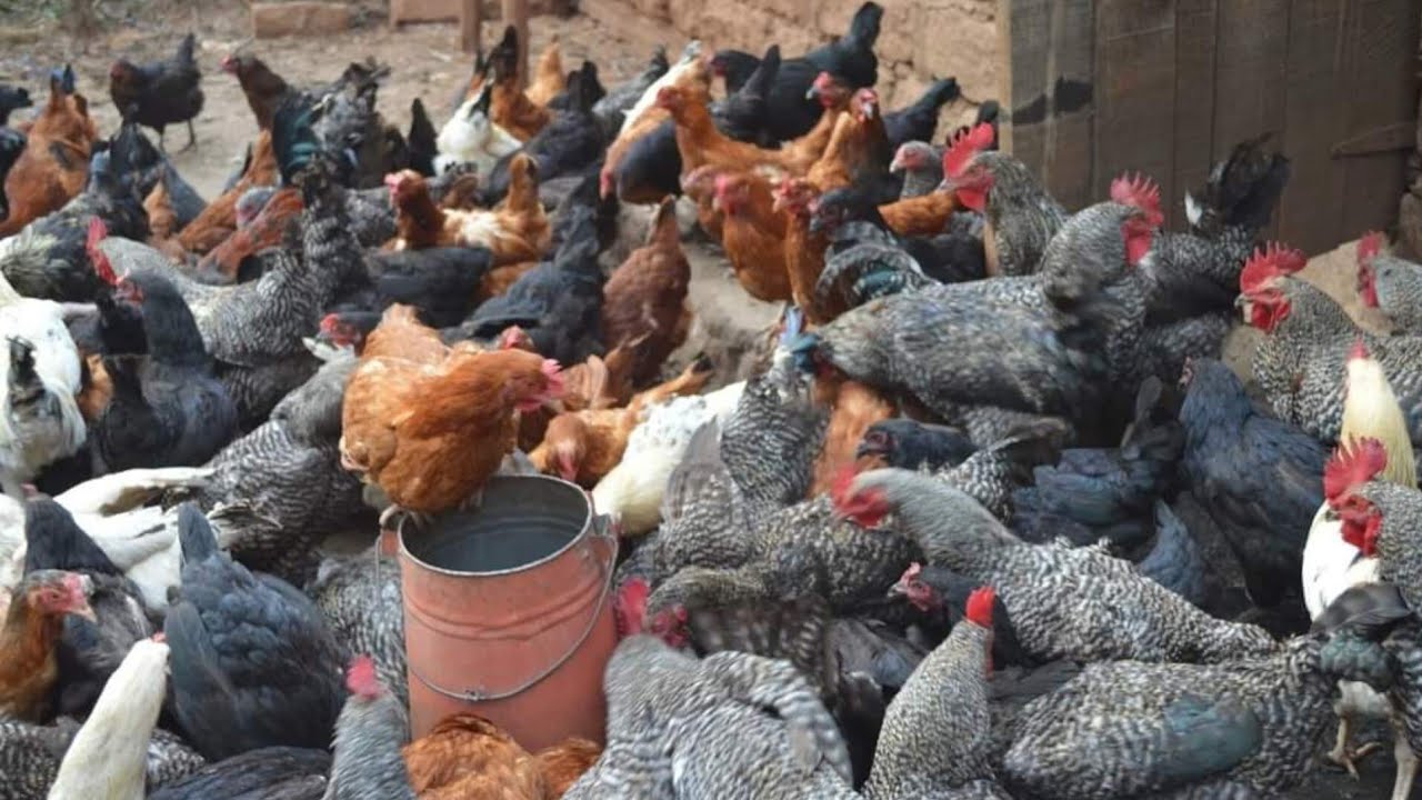 How I Raise Local Chickens CHEAP & EASY || HOW To START a FREE RANGE ...