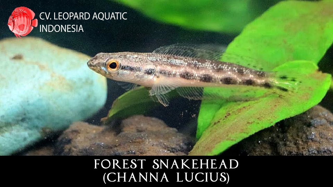 Channa lucius. The marvelous FOREST SNAKEHEAD! (Leopard Aquatic G038A ...