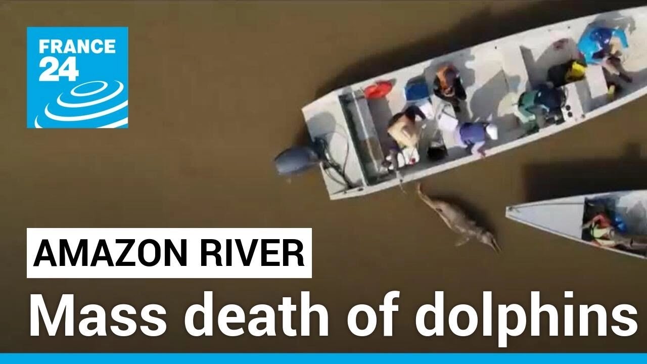 Mass death of Amazon river dolphins linked to severe drought, heat ...
