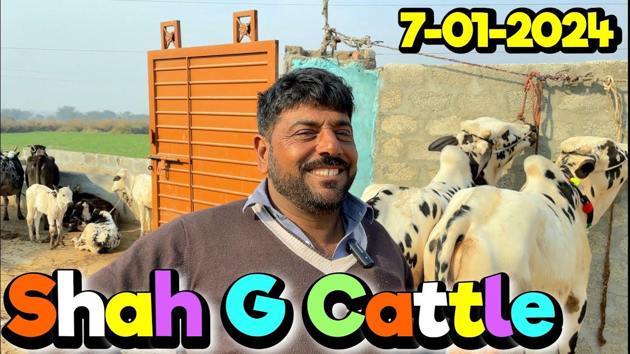 New Visit to Shah G Cattle Farm || Dhani Bulls Livestock || Bakra Mandi ...