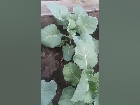 Как защитить КАПУСТУ от ВРЕДИТЕЛЕЙ - YouTube