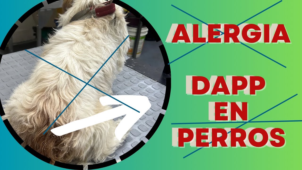 ALERGIA DAPP EN PERROS - YouTube