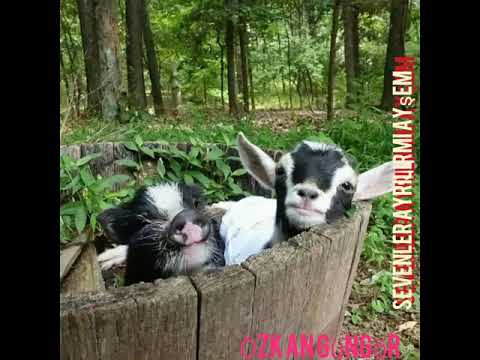 AYŞEM+++SEVENLER AYRILIRMI