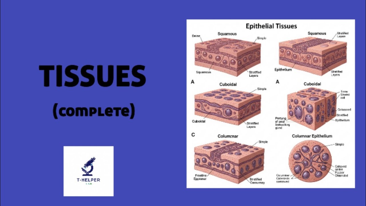 Tissues ( complete ) || anatomy - YouTube