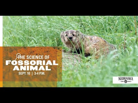 The Science of Fossorial Animals - YouTube