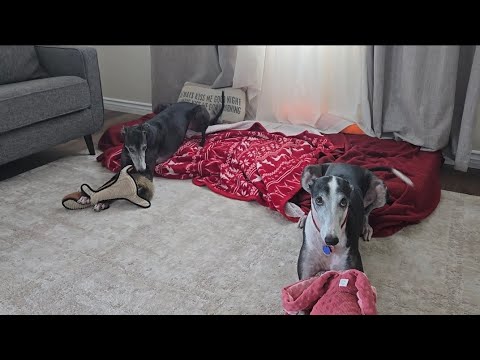 Playing with 2 greyhounds 🐎🐎 - YouTube