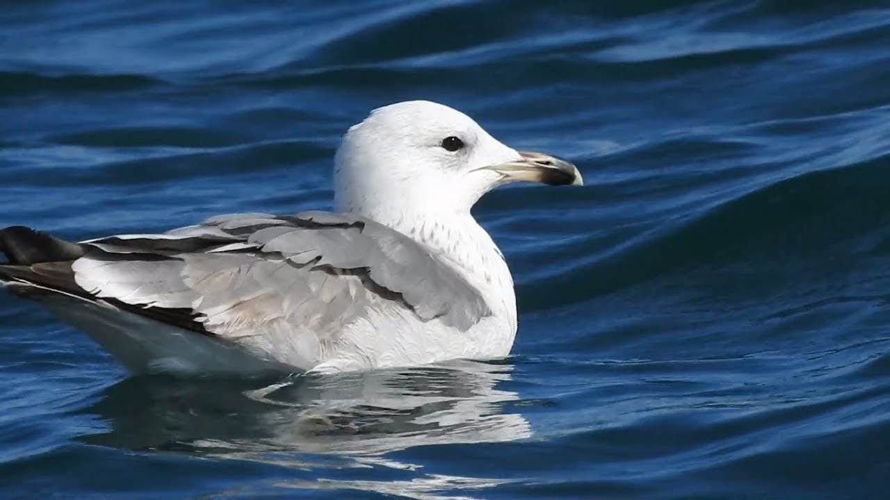 Armenian Gull (Larus armenicus) (4cy) - YouTube