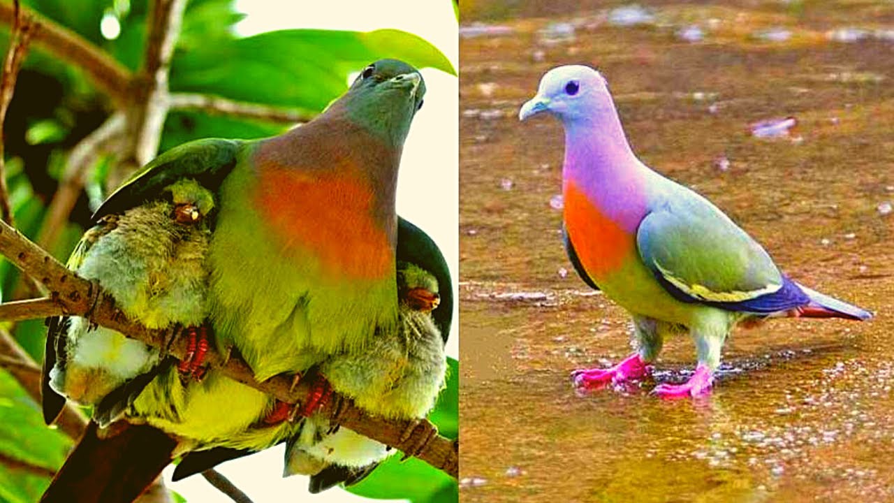 | Most Beautiful || Pink Necked Green Pigeon || Victoria Crowned Pigeon ...