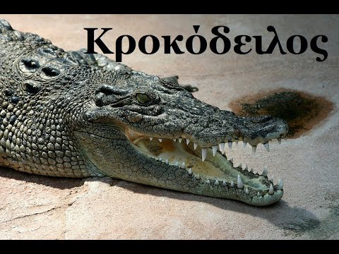 Κροκόδειλος | Ο σύγχρονος δεινόσαυρος - YouTube