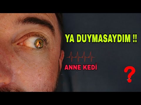 YA DUYMASAYDIM..MAHSUR KALMIŞLAR !BU SU AKACAK..NOHUT VE KÖPEKLER