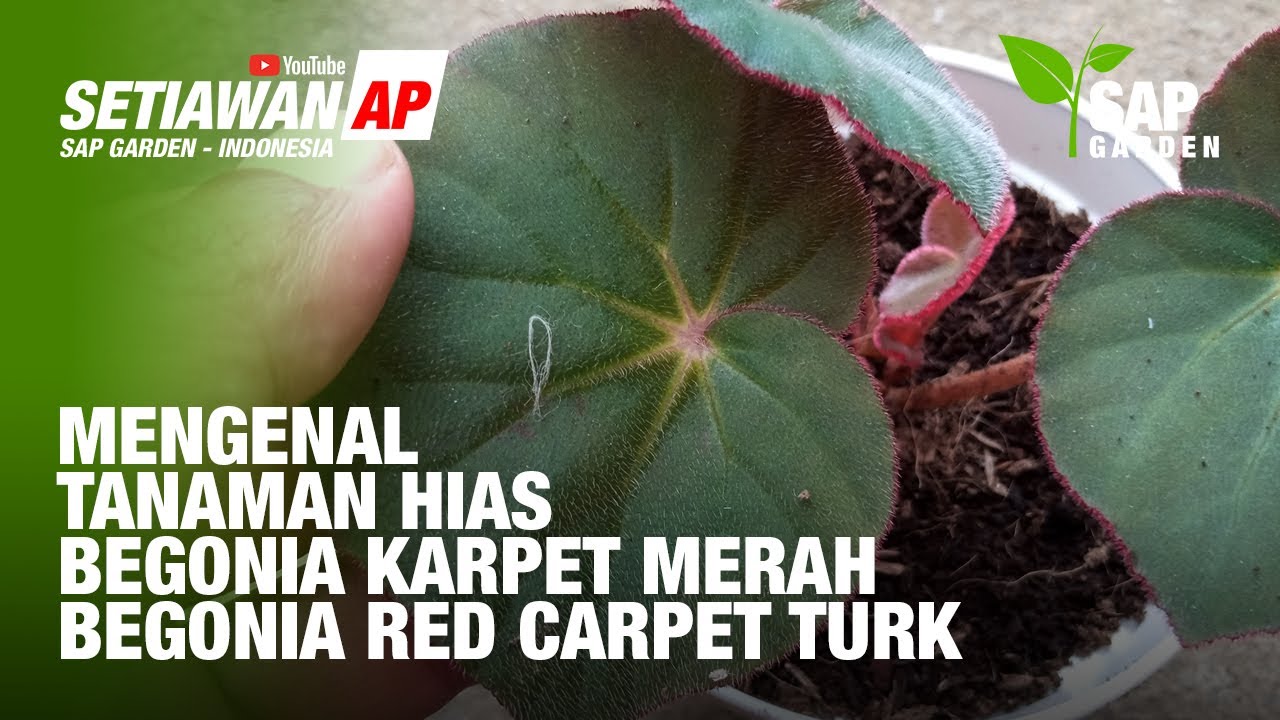 Mengenal Tanaman Hias Begonia Karpet Merah atau Begonia Red Carpet Turk ...