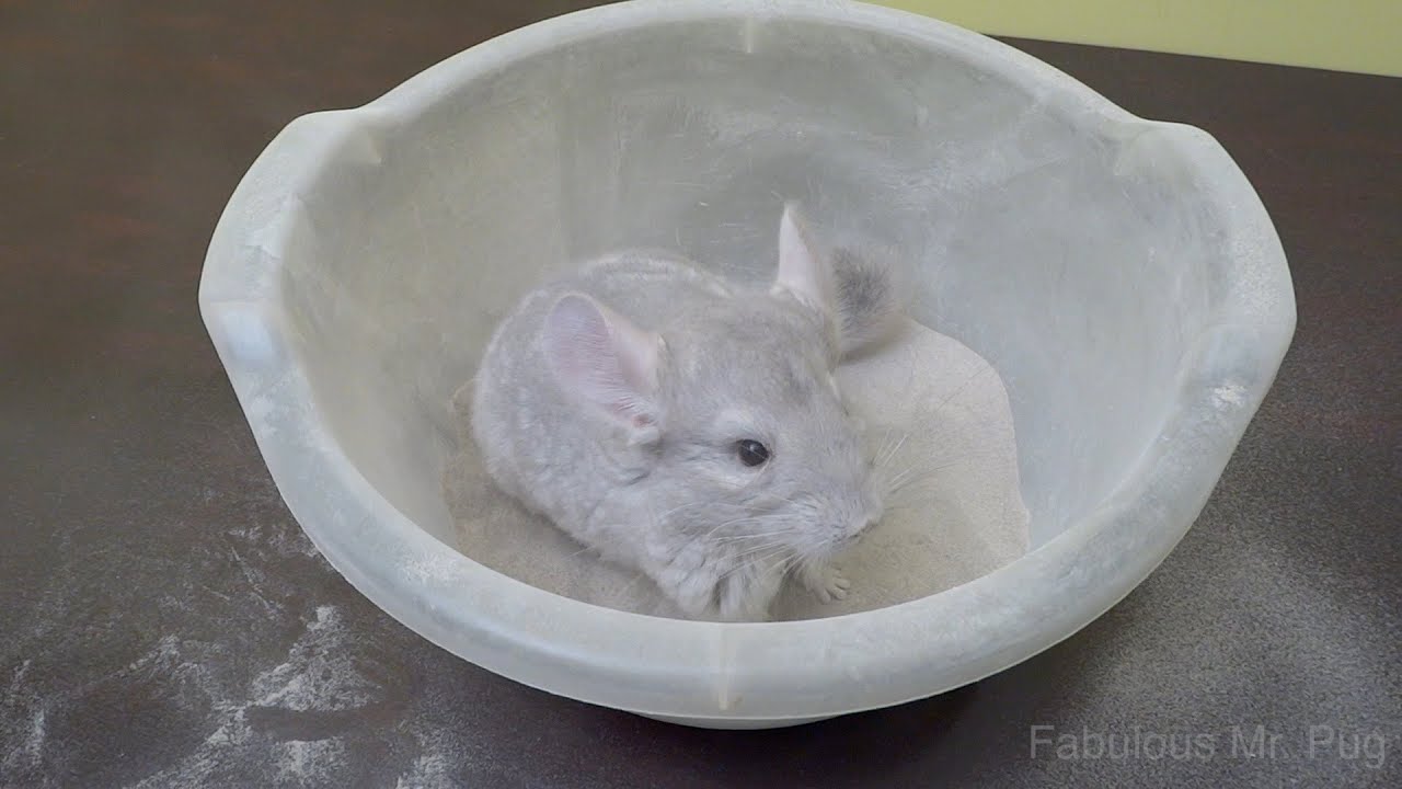 Chinchilla Loves Dust Bath - YouTube