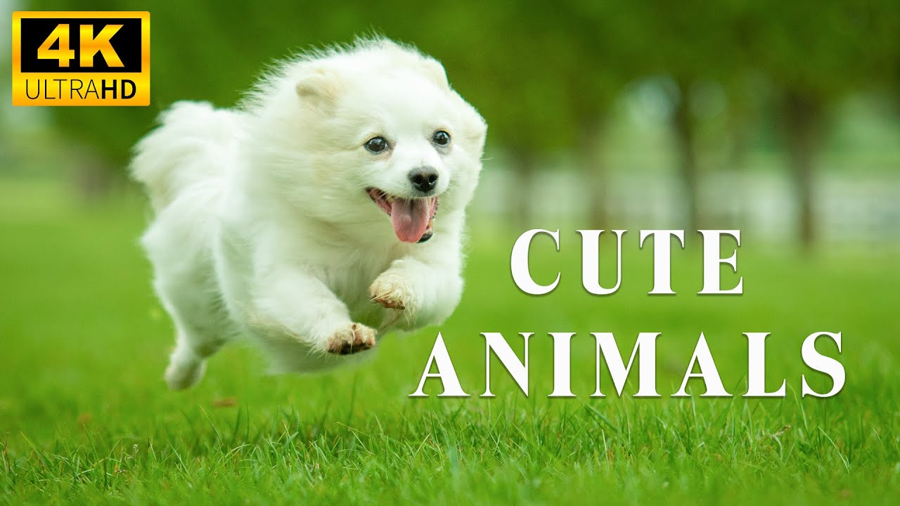 You Relax With The World Of Funny Baby Animals Animals - Relaxing Music ...
