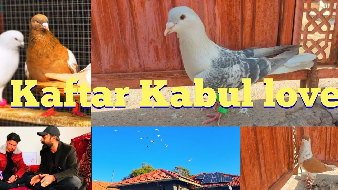 love kaftar Kabul bst - YouTube