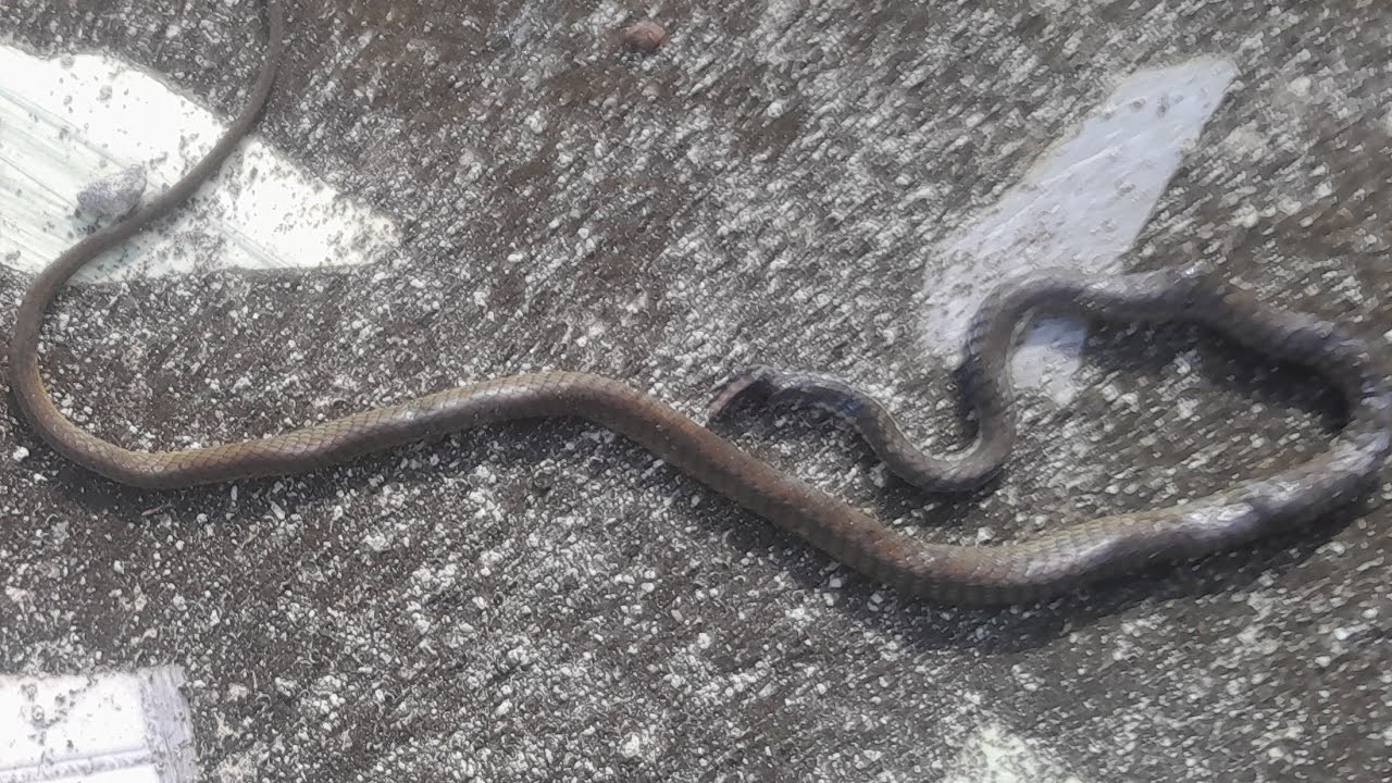 PHILIPPINES EXPAT - BE CAREFUL OF SNAKES IN THE PHILIPPINES - YouTube