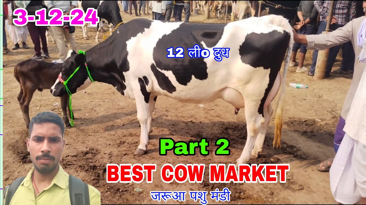 BEST COW MARKET || HF COW MARKET || JARUA PASHU MANDI || COW MARKET IN ...