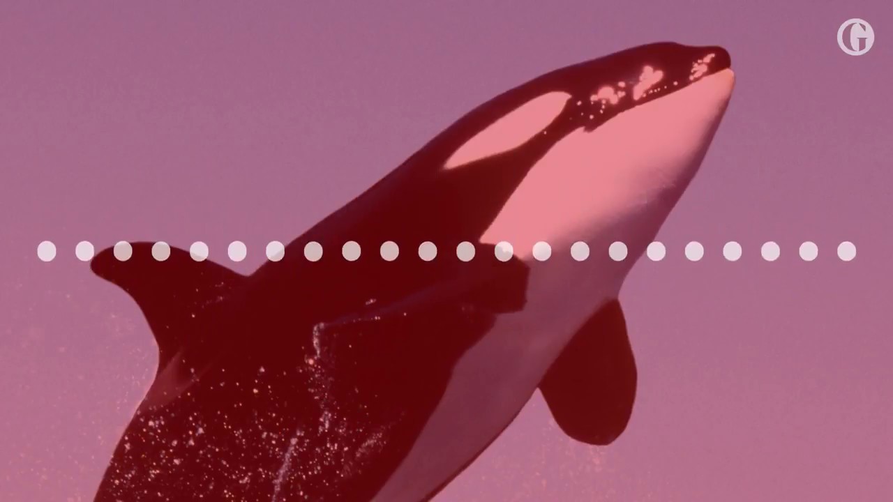 Worlds First Killer Whale That Learns How To Mimic Human Speech! Now ...