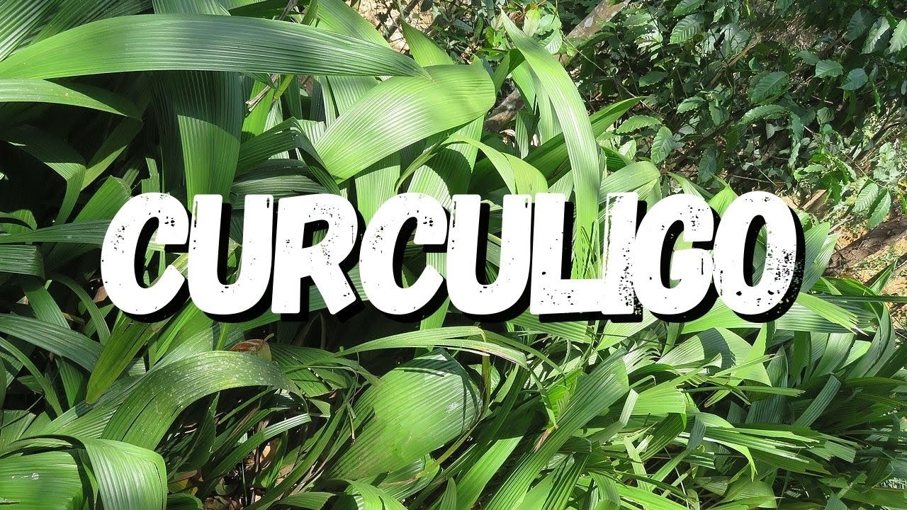 Curculigo: Um Guia Completo Desta Planta - YouTube