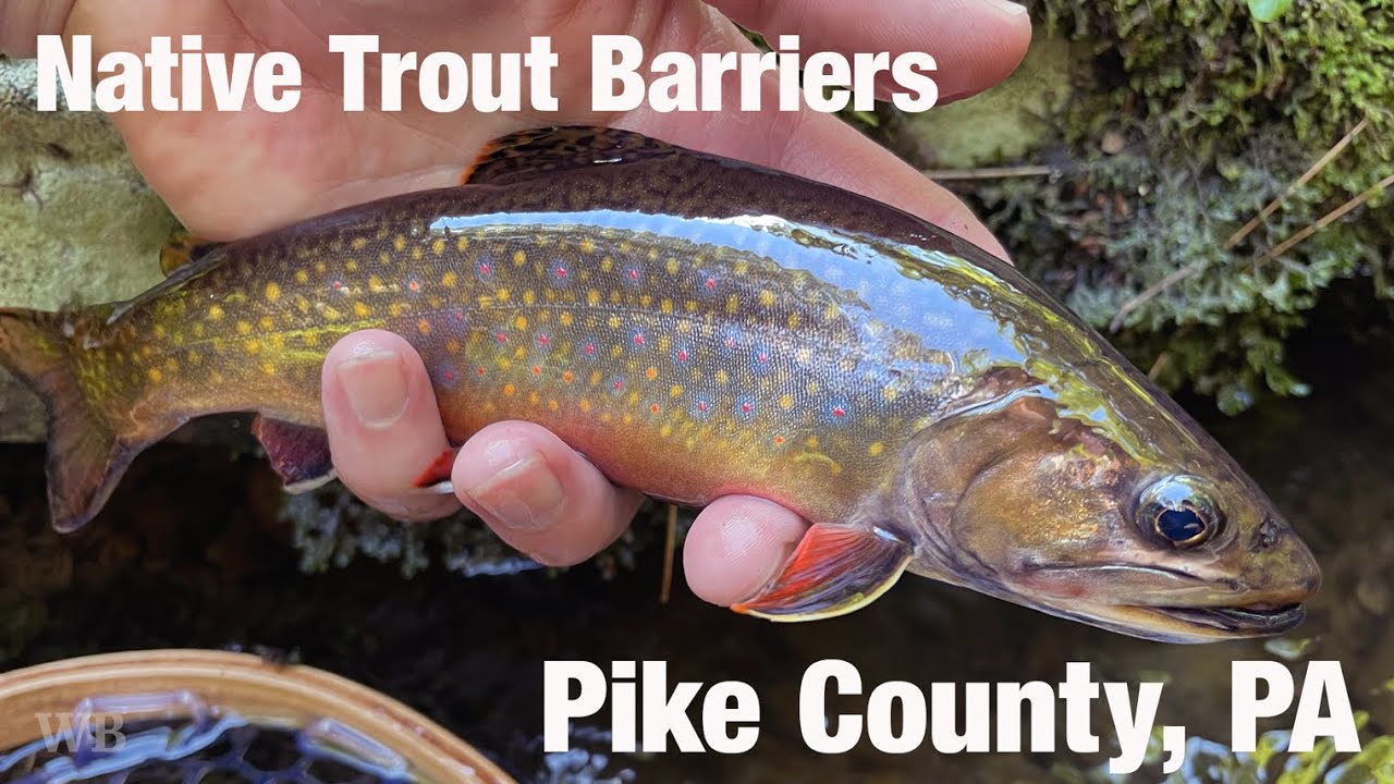 Native Trout Barriers, Pike County, PA - Wooly Bugged - YouTube