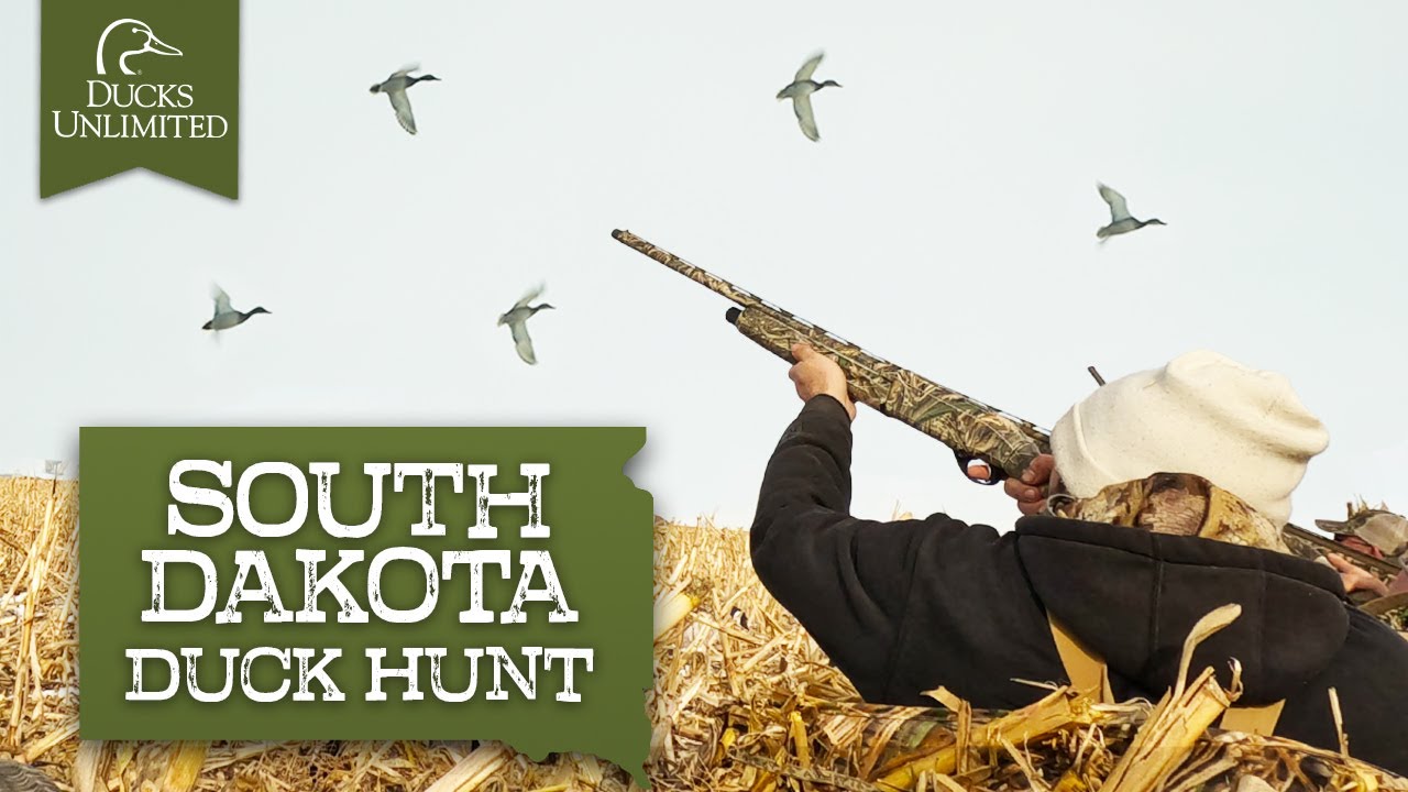Duck Hunting Adventures in South Dakota's Cornfields | DU Nation - YouTube