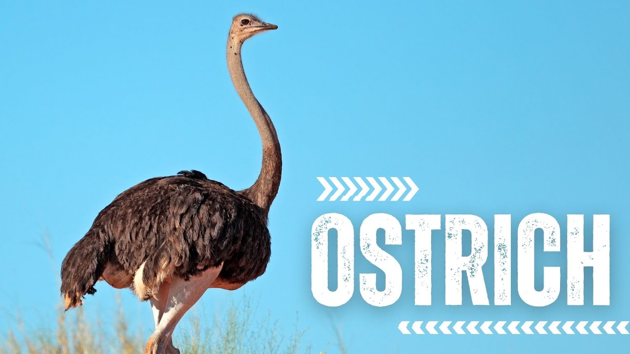 Discovering the Fascinating World of Ostriches: Facts, Myths, and ...
