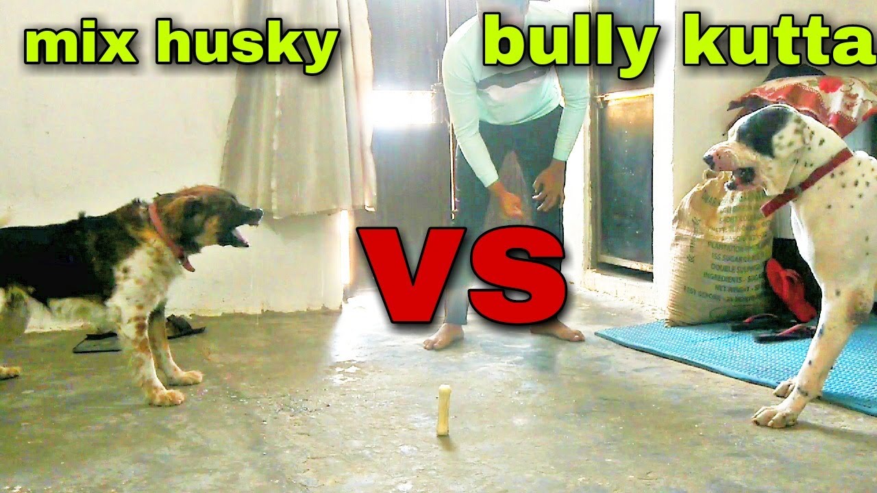 SHADOW BULLY KUTTA VS AGGRESIVE DOG @anshumank.o.k8026 - YouTube