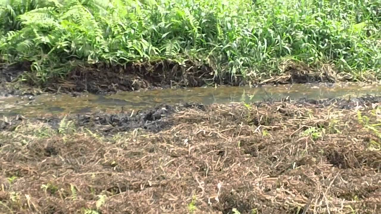 Otis Land Dec 2011 - YouTube