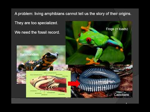 A Big Step for a Fish – The Evolution of Four-Legged Land Animals - YouTube