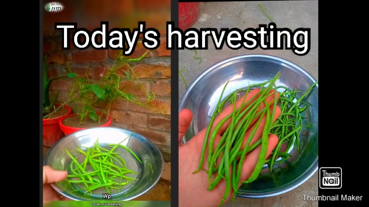 Part 2 time to harvest mongra | How I harvested two times mongra from ...